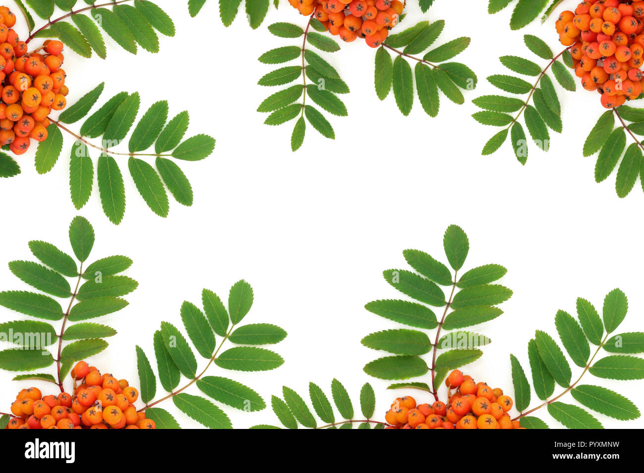 Rowan ash berry fruit background border on white background also known ...