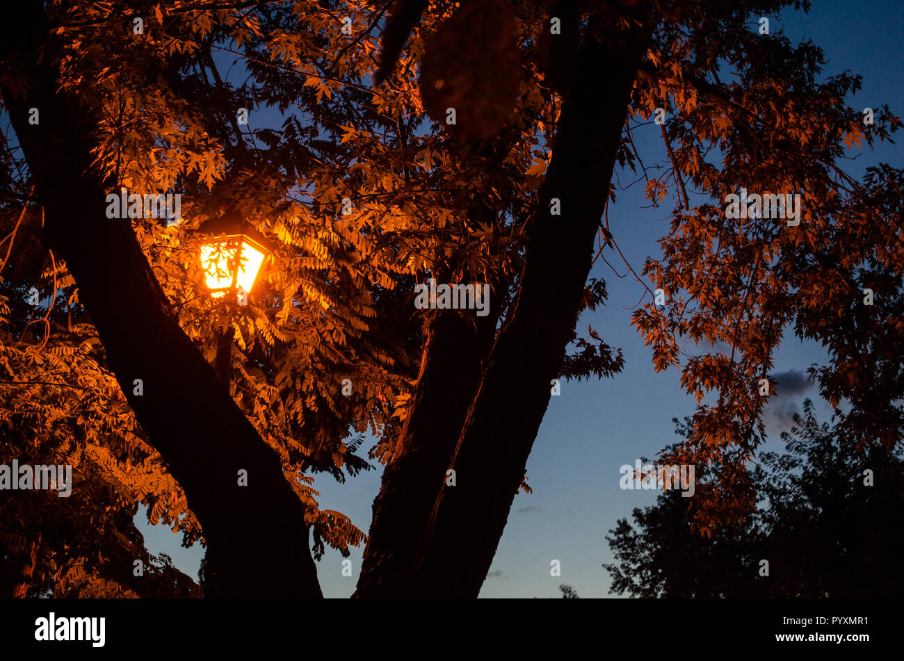 Orange lantern illuminates the leaves of a tree at night Stock Photo ...