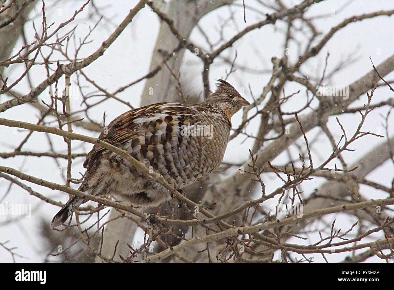 Gray Partridge, (Perdix perdix), Birds of North America Stock Photo - Alamy