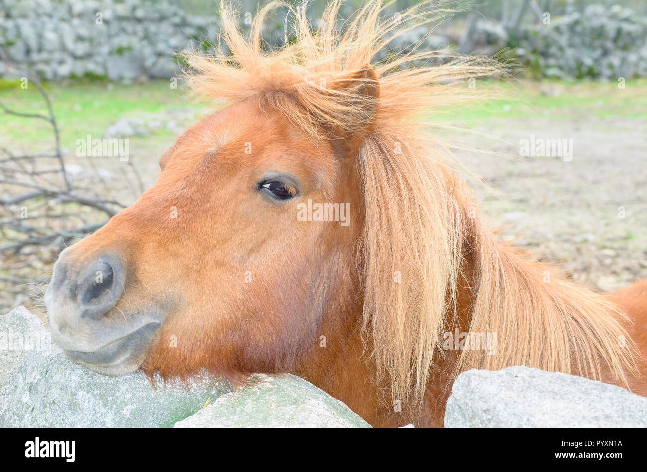 Equus ferus caballus. Pony with eyes of horizontal pupils and hair of ...