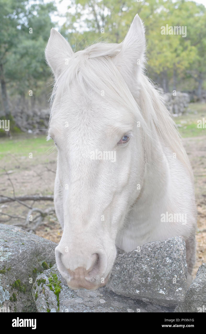 Heterochromia horse hi-res stock photography and images - Alamy