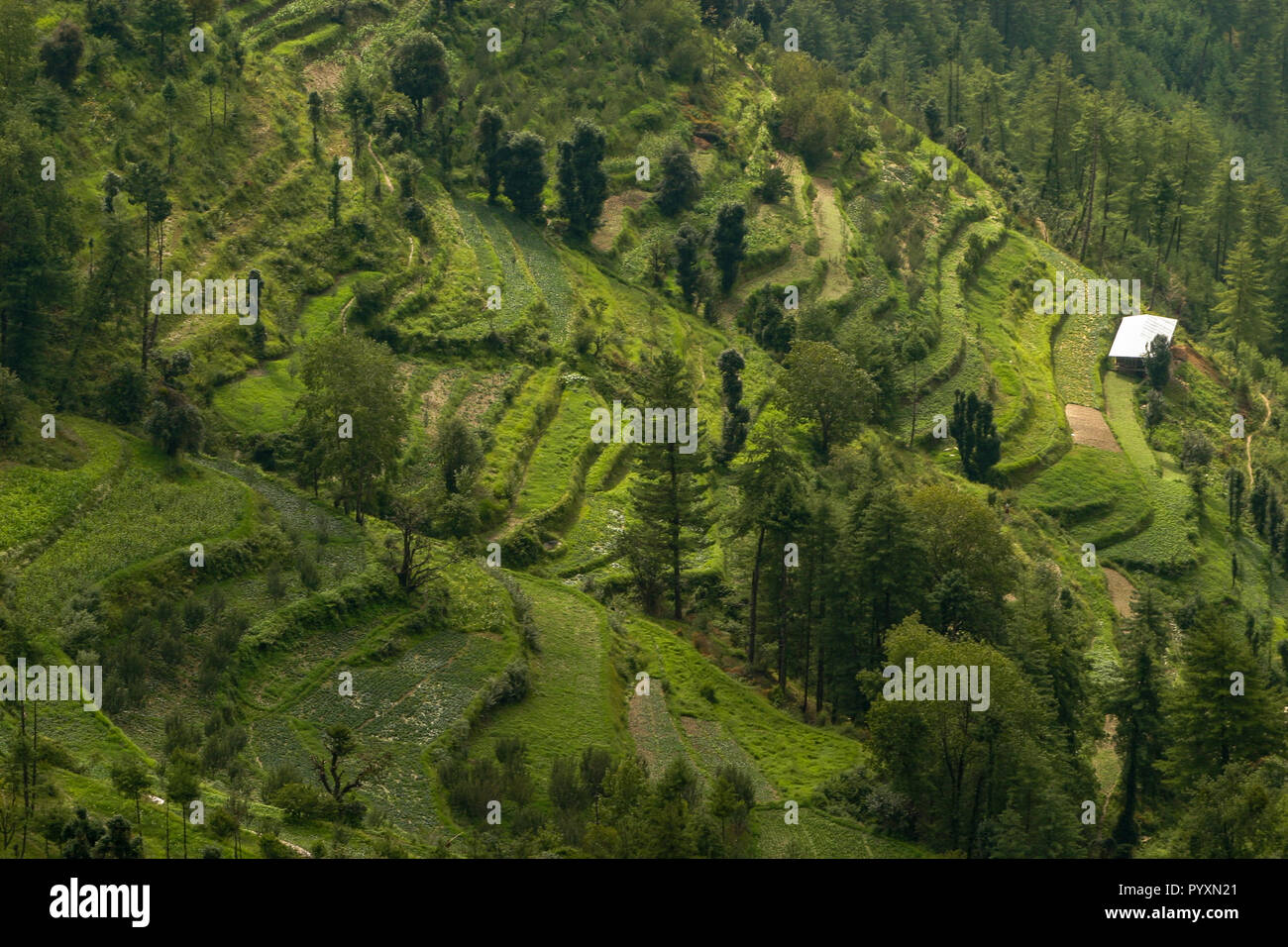 Step farming in himachal pradesh hi-res stock photography and images ...