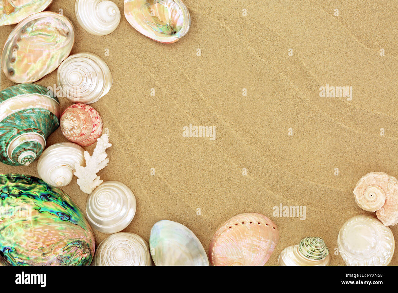 Seashell selection with mother of pearl shells and coral on beach sand ...