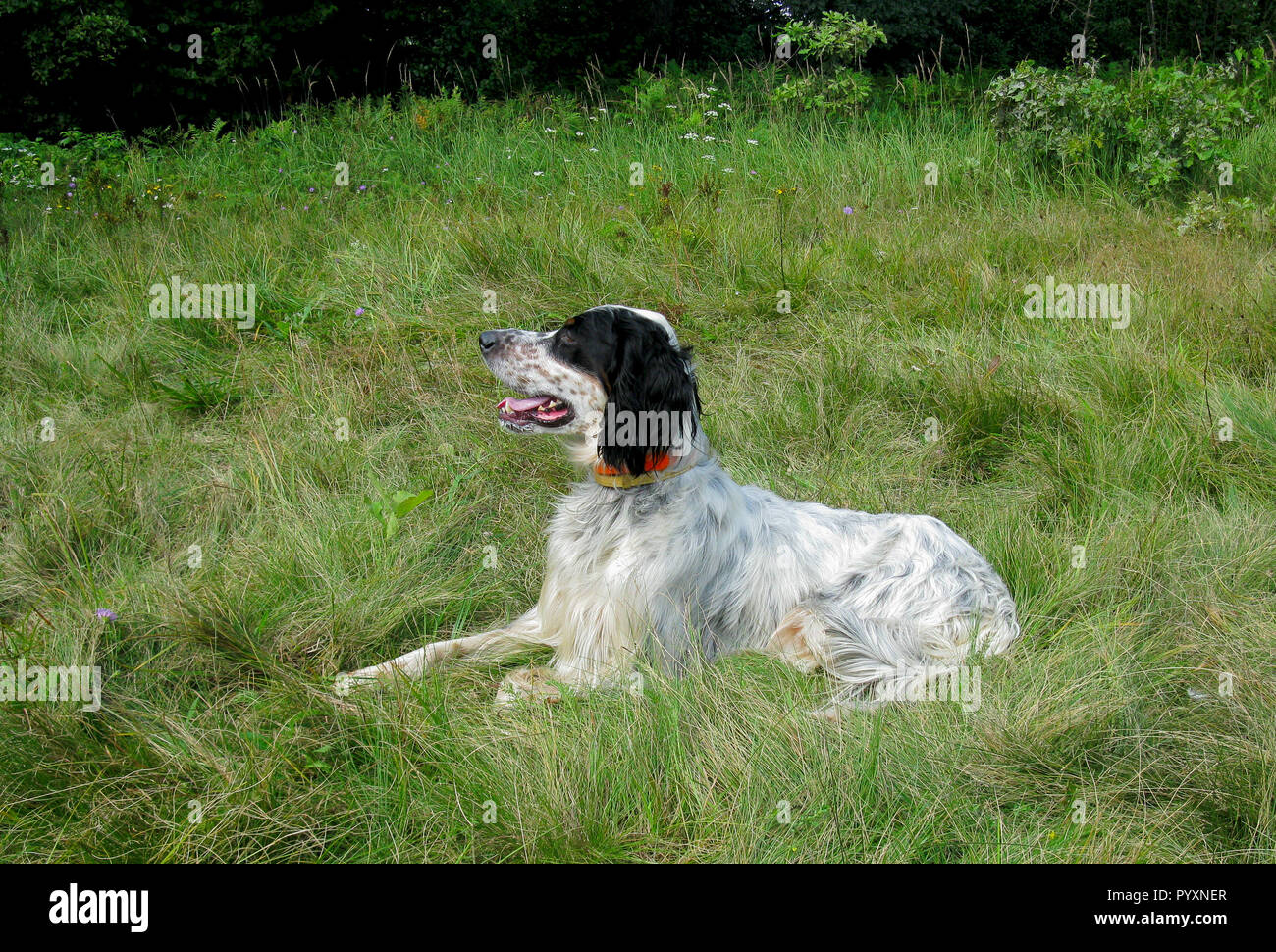 English Setter hunting dog on a background of grass and forest Stock ...