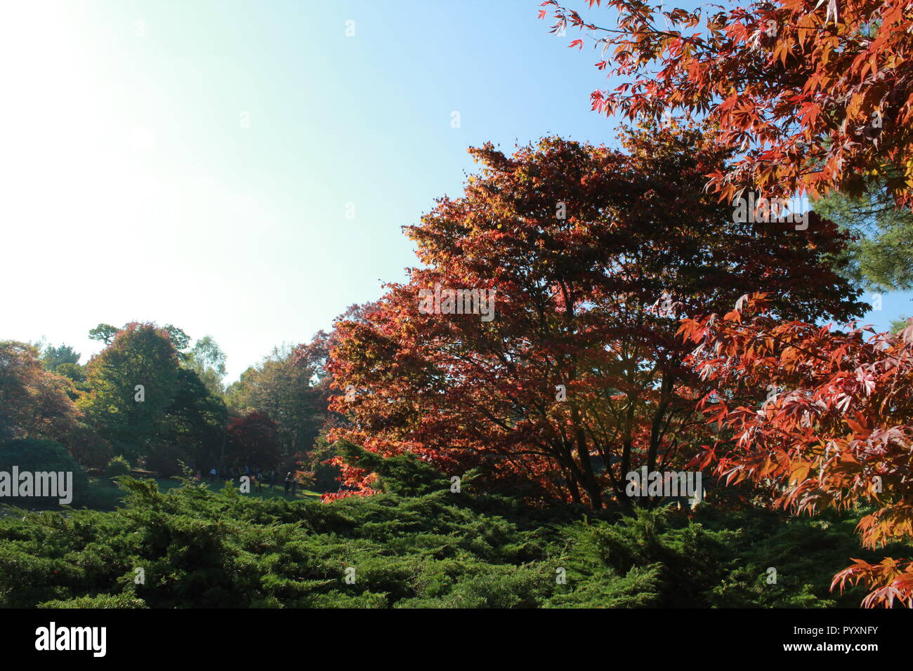 Woodland in autumn Stock Photo - Alamy