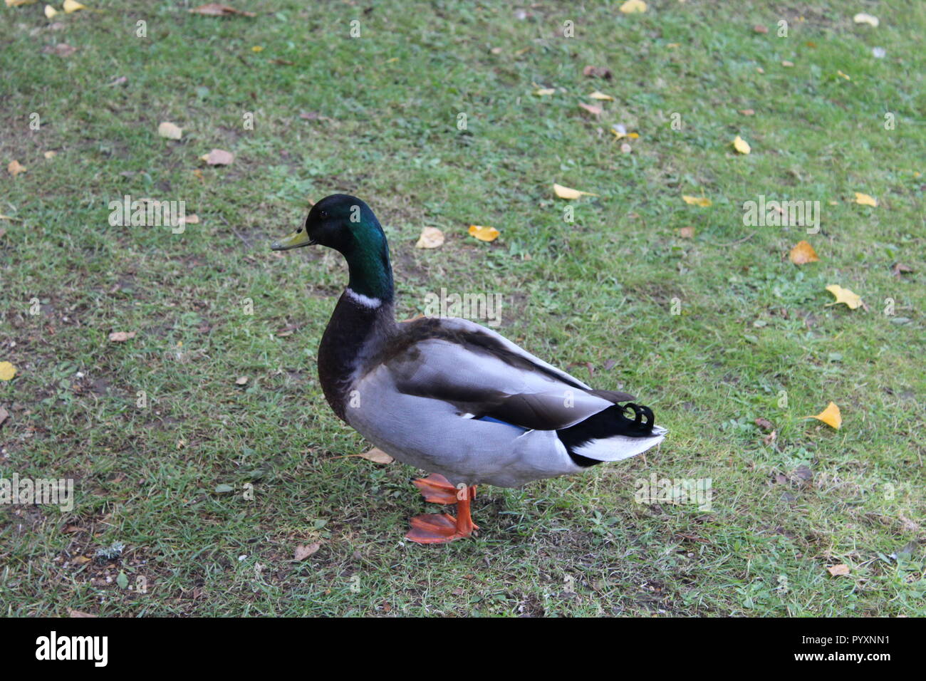 Duck walking on the grass Stock Photo - Alamy