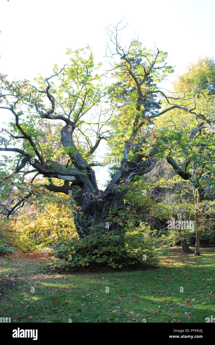 Gnarly tree in autumn Stock Photo - Alamy
