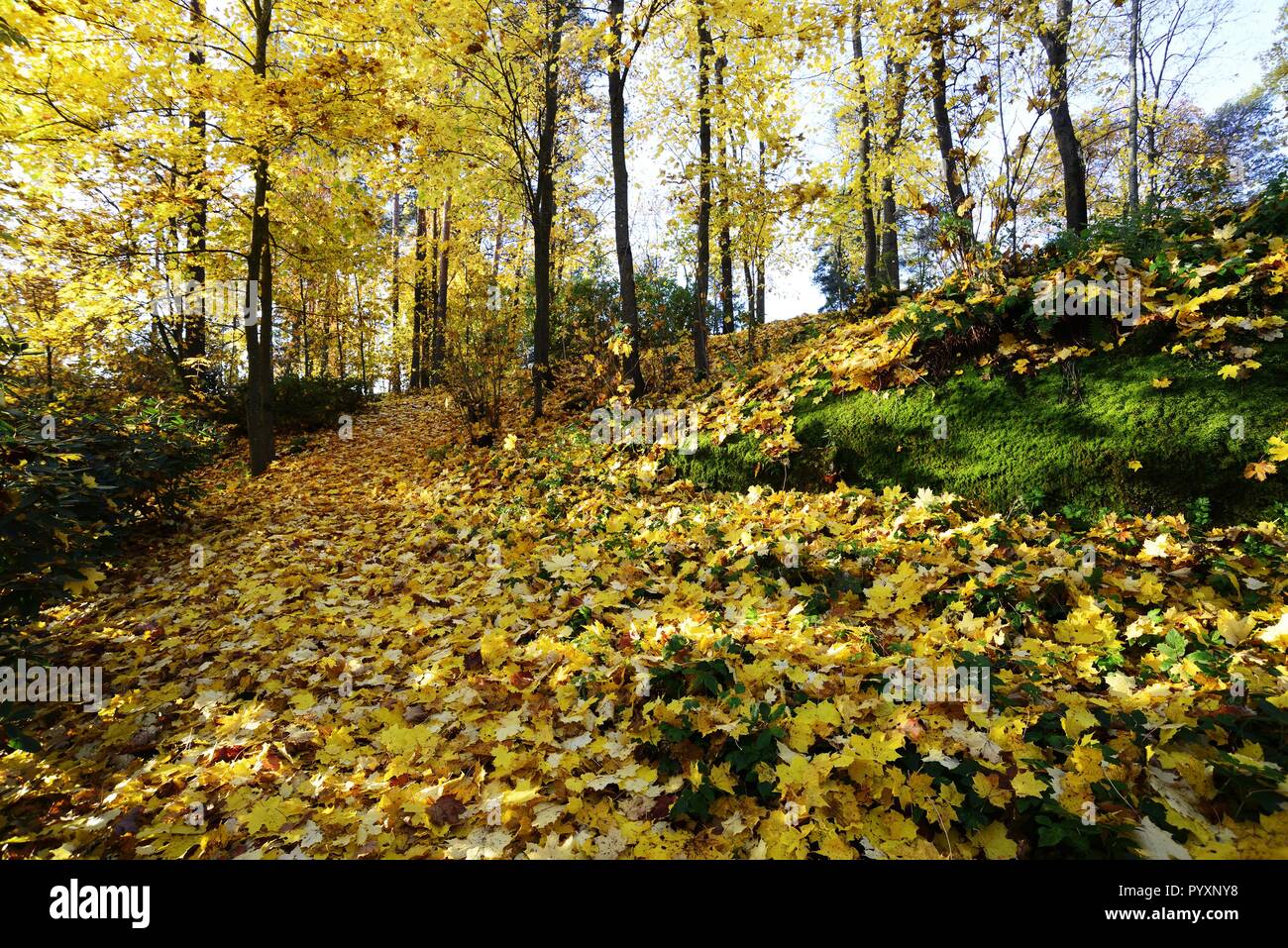 Beautiful autumn falling leaves hi-res stock photography and images - Alamy