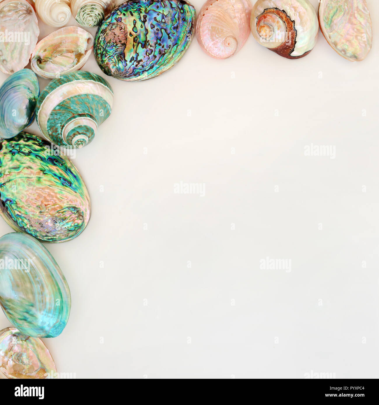 Seashell background border on parchment paper with mother of pearl ...