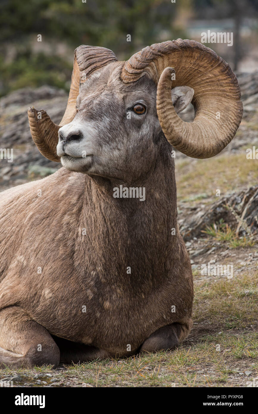 Sheep mating hi-res stock photography and images - Alamy