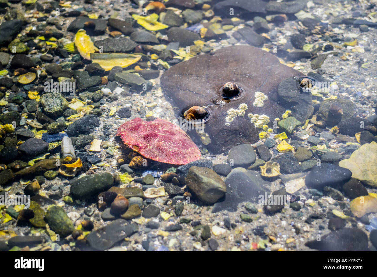 Tide pool creatures hi-res stock photography and images - Alamy