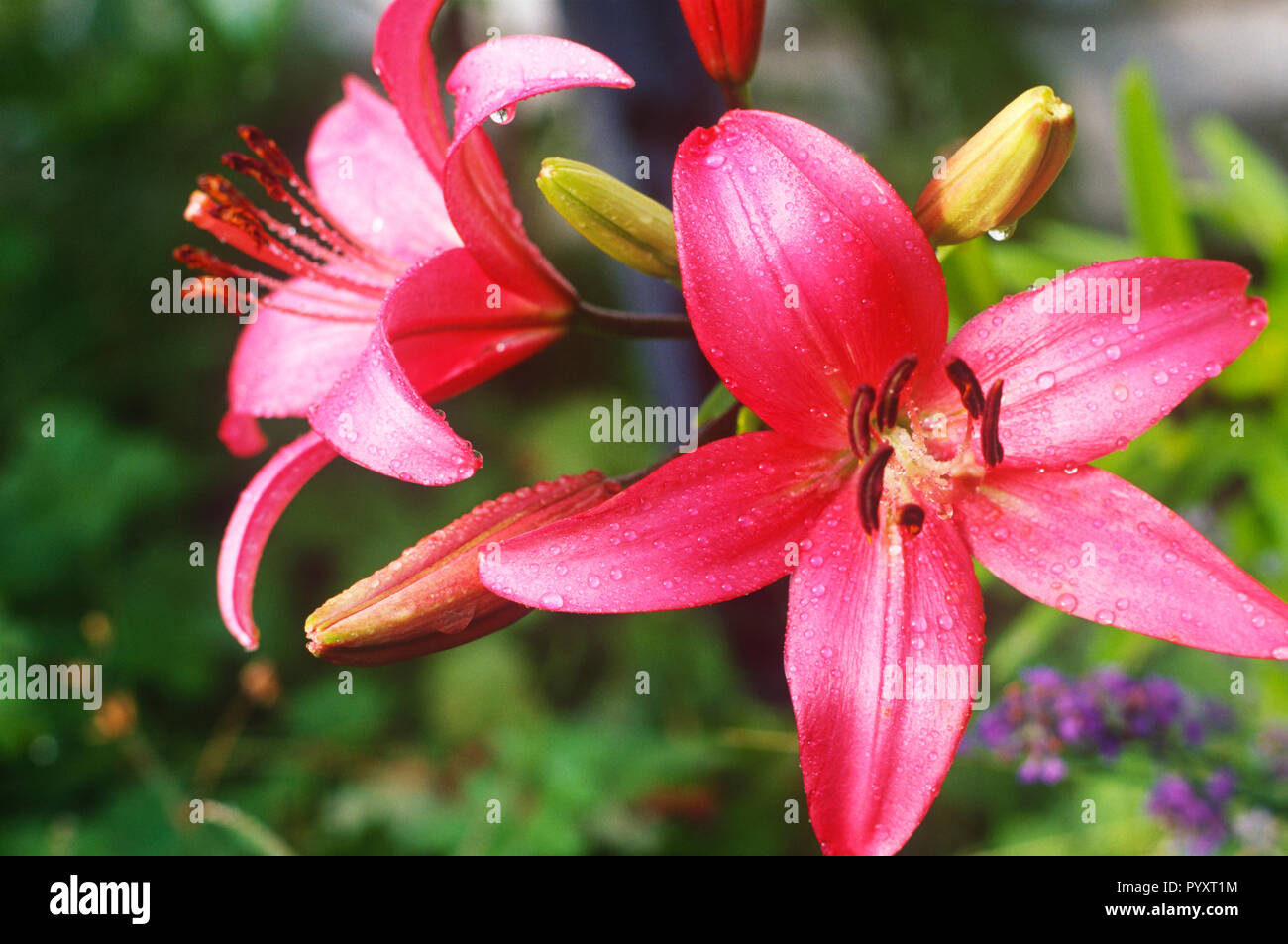 Perennial lilies hi-res stock photography and images - Alamy