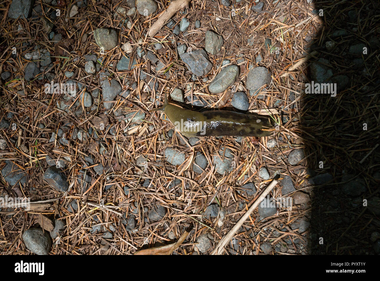 North America, Canada, British Columbia, Vancouver Island, Elk Falls ...