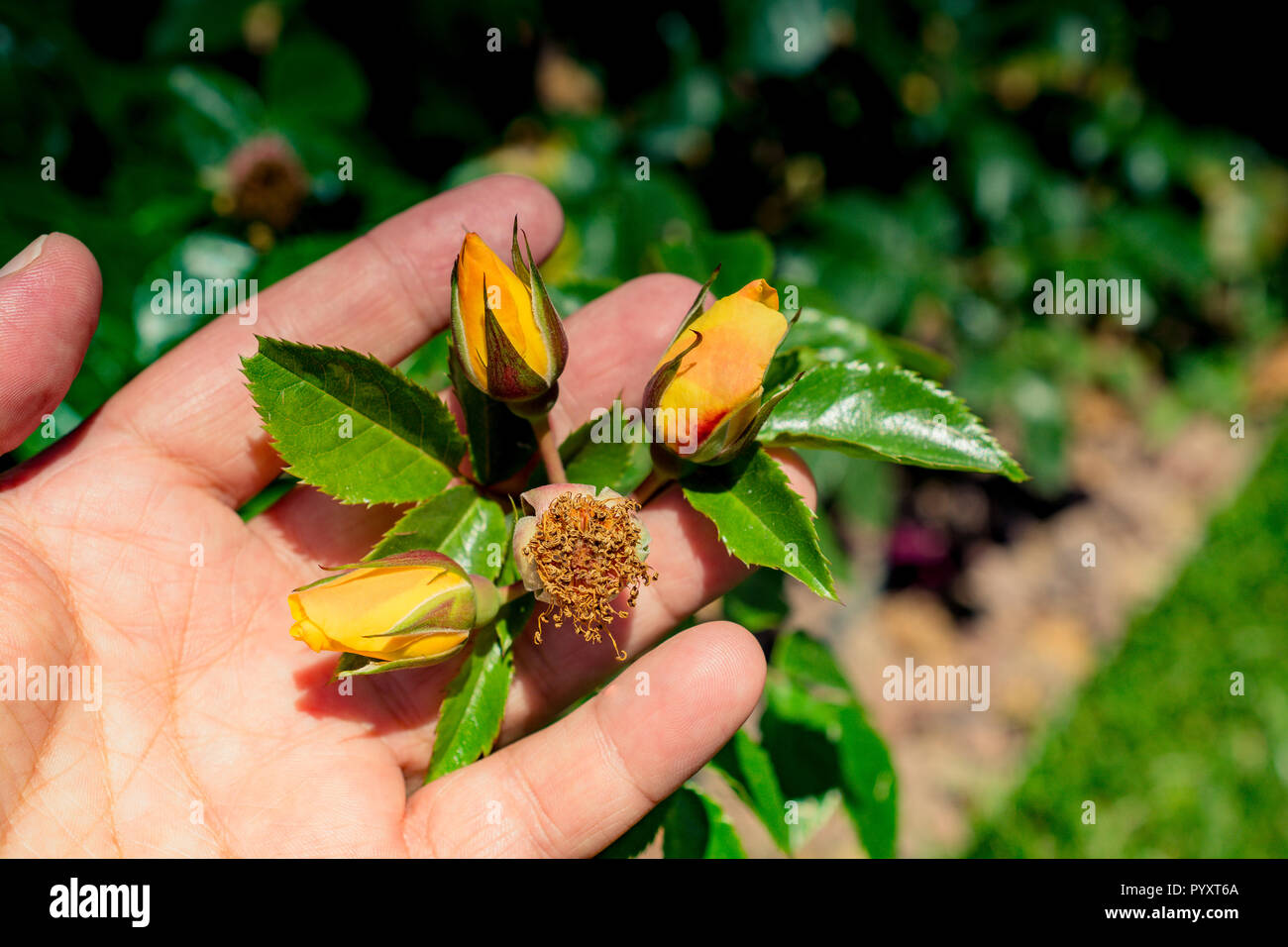 Flower without petals in the garden in spring Stock Photo - Alamy