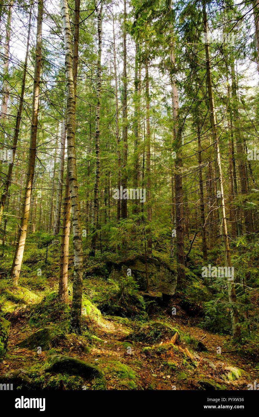 Forest with sunlight Stock Photo - Alamy