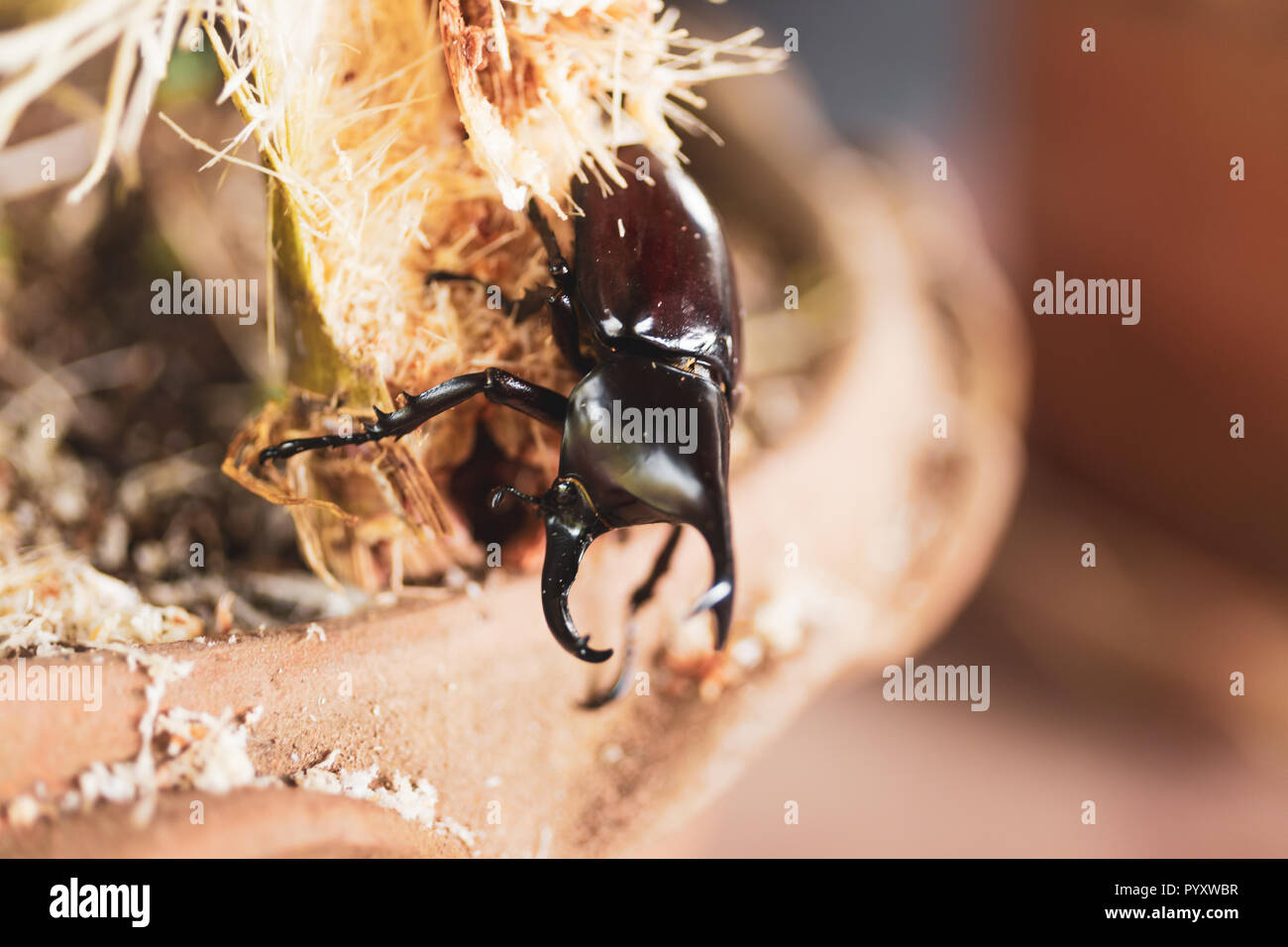 Sugarcane beetle hi-res stock photography and images - Alamy