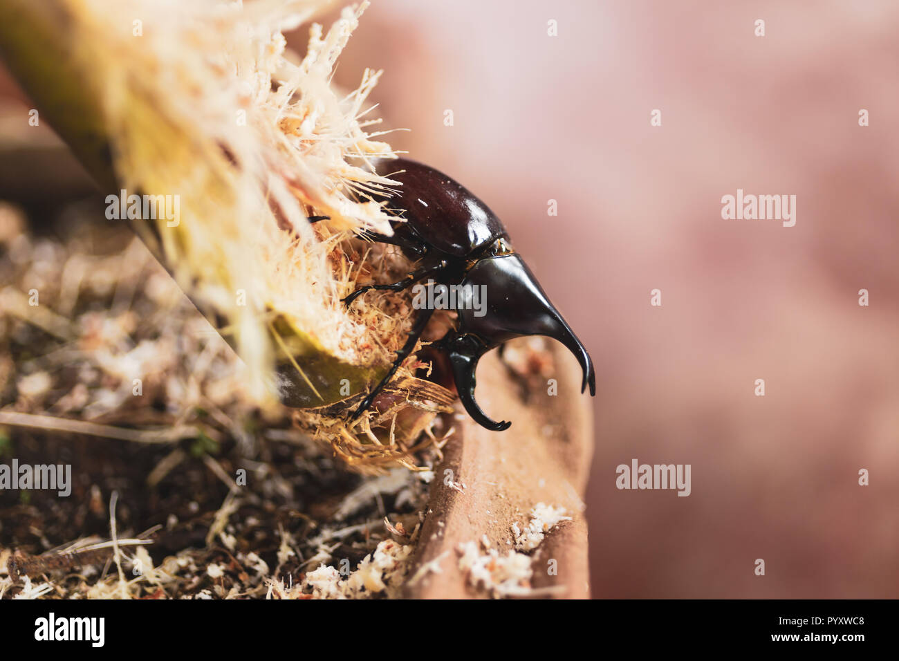 Beetles are eating sugarcane Stock Photo - Alamy