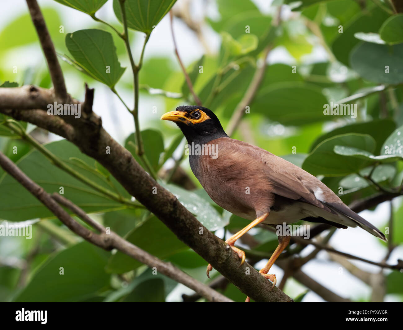 Mynah bird hi-res stock photography and images - Alamy