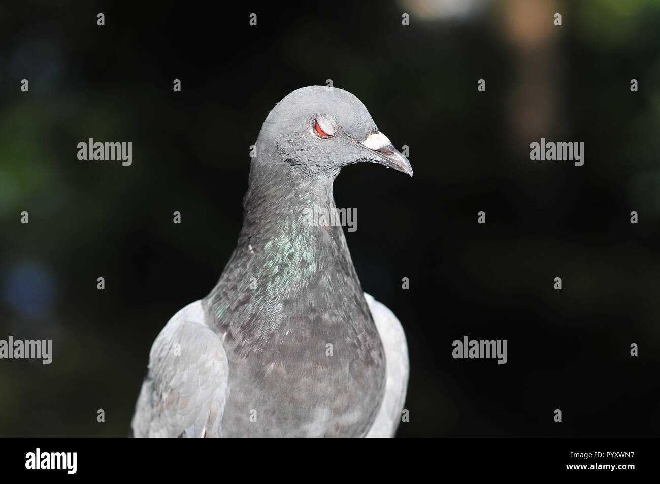 Feral pigeon (Columba livia domestica) also called city doves, city ...