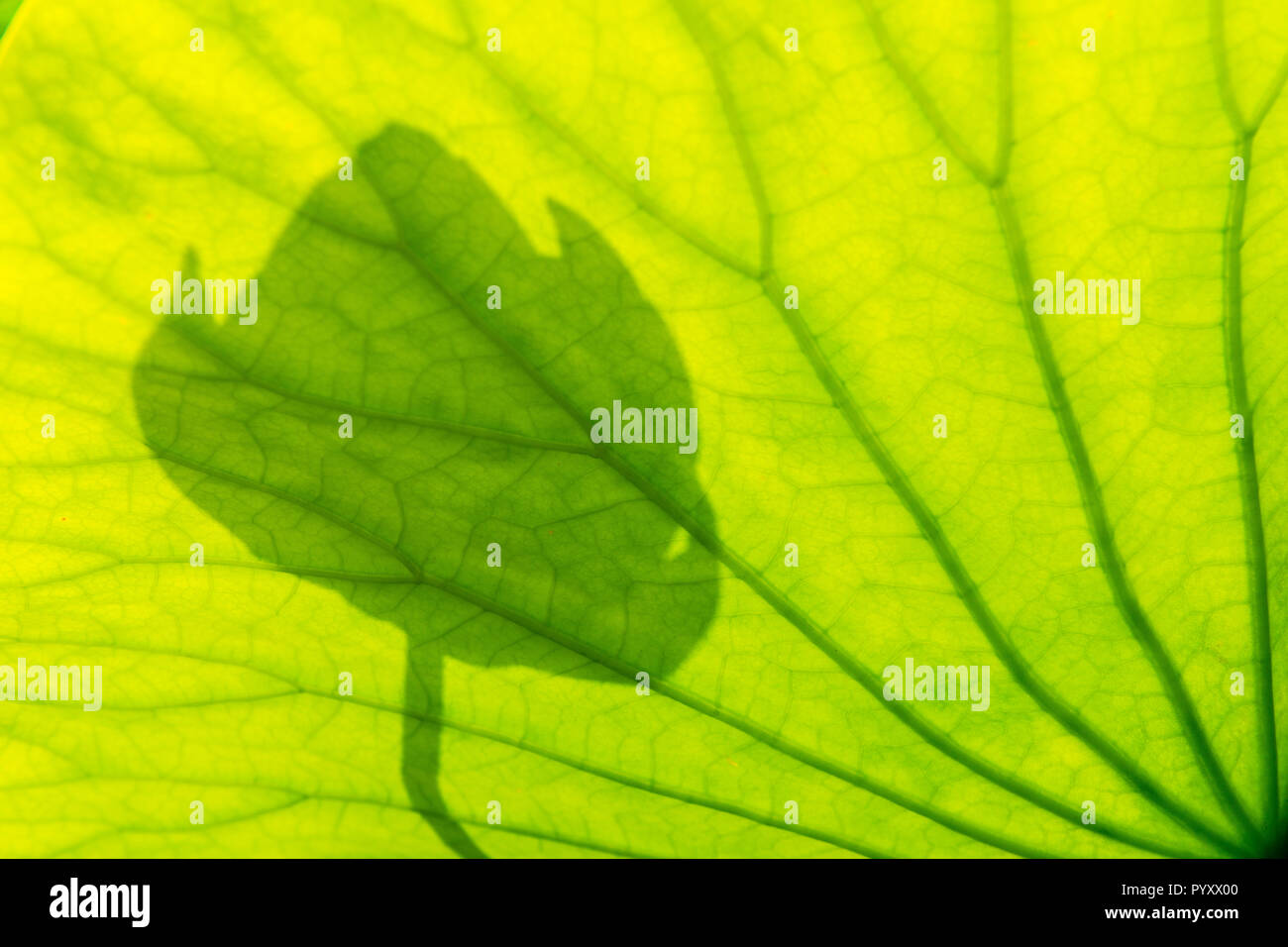 Lotus flower shadow hi-res stock photography and images - Alamy