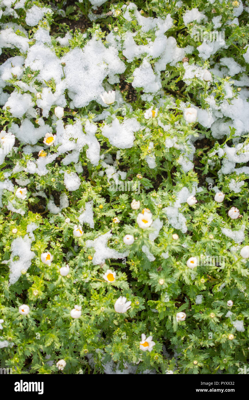 Early flowers oof the spring under snow in a garden Stock Photo - Alamy