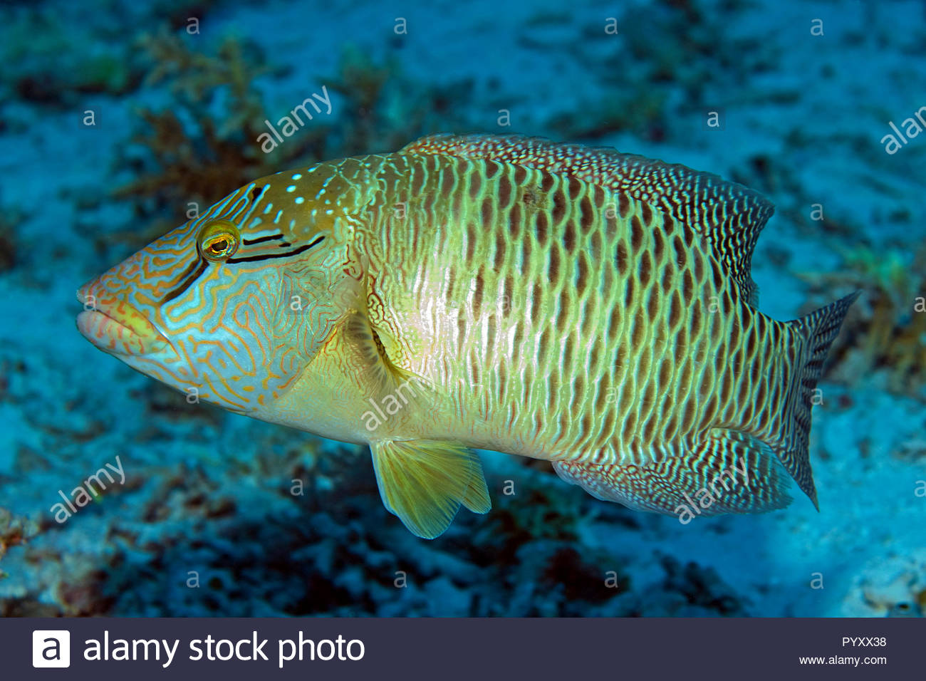 Cheilinus Undulatus Stock Photos & Cheilinus Undulatus Stock Images - Alamy