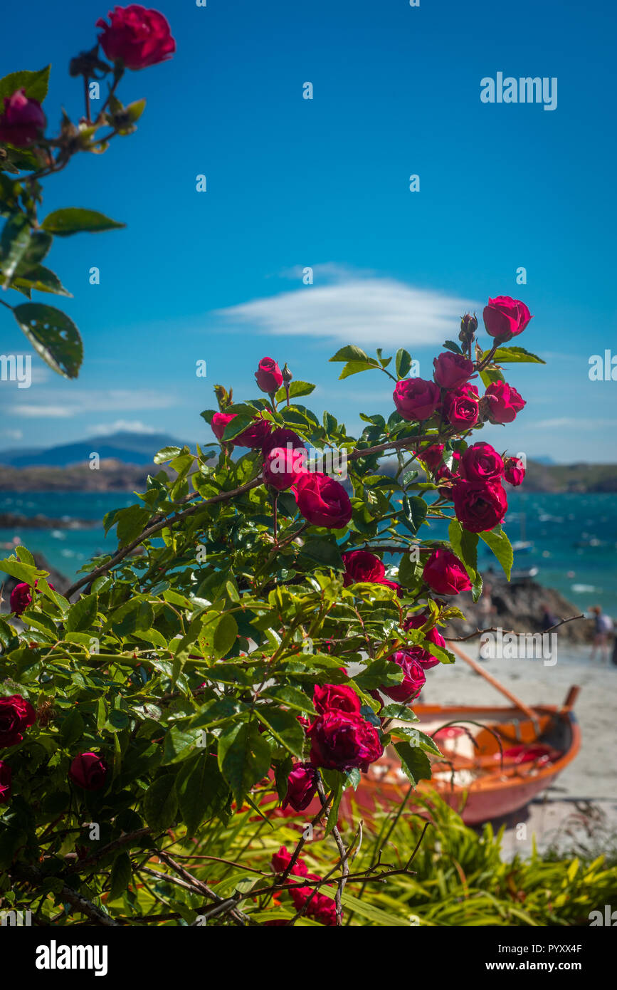 Roses red sea coast hi-res stock photography and images - Alamy