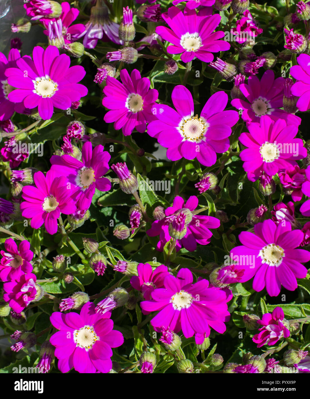 Blooming beautiful colorful fresh natural flowers in view Stock Photo ...