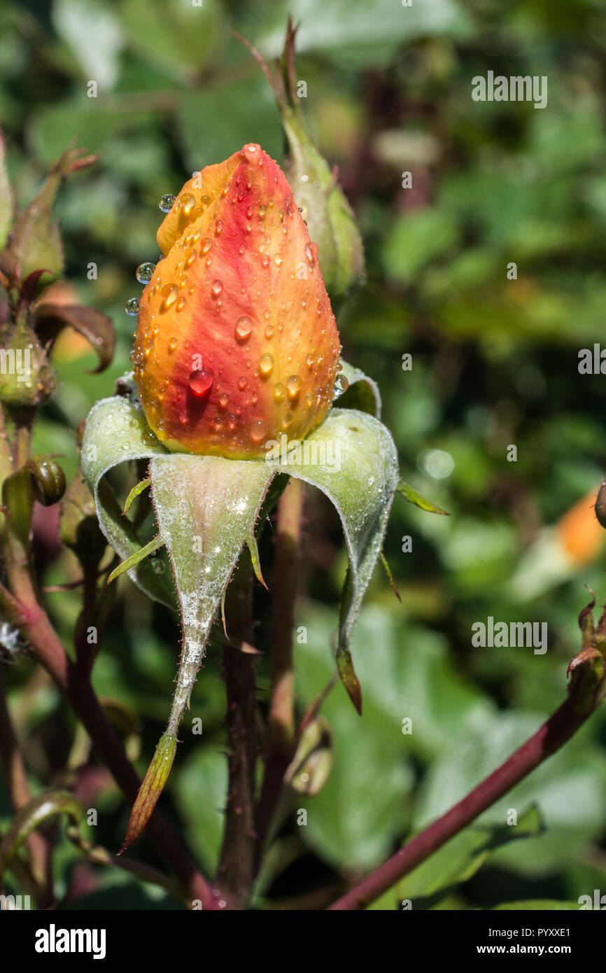 Blooming beautiful colorful rose bud in garden background Stock Photo ...