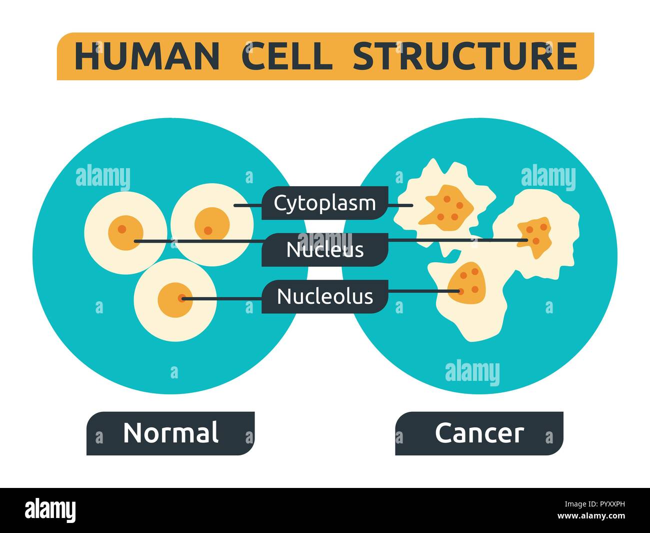 Cancer Cell Structure