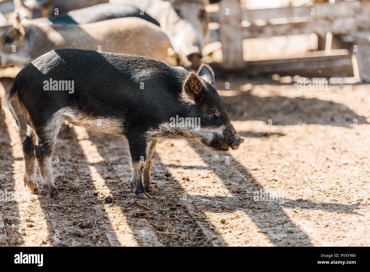 Adorable piglet hi-res stock photography and images - Alamy