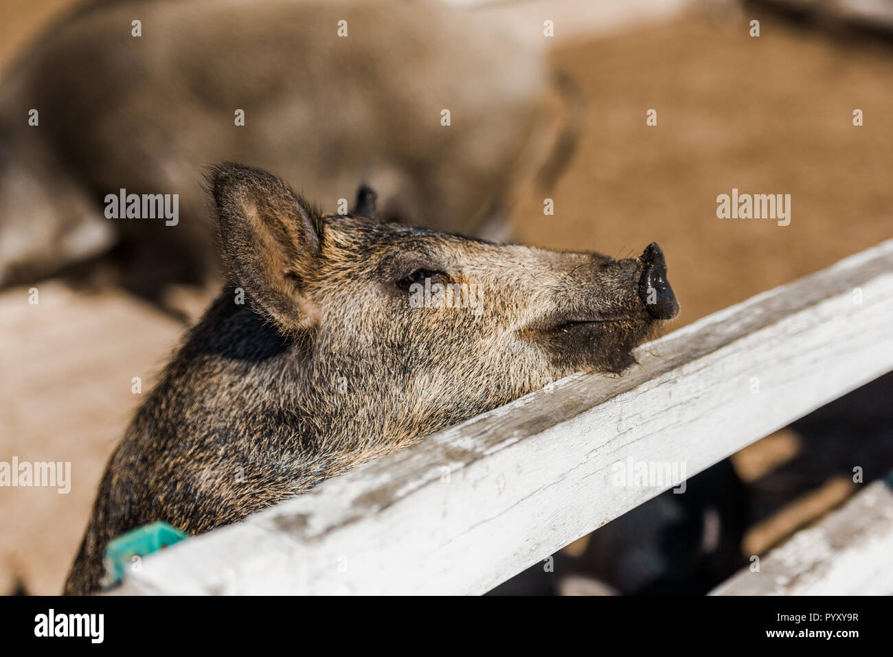 selective focus of grey piglet standing near wooden fence at farm Stock ...