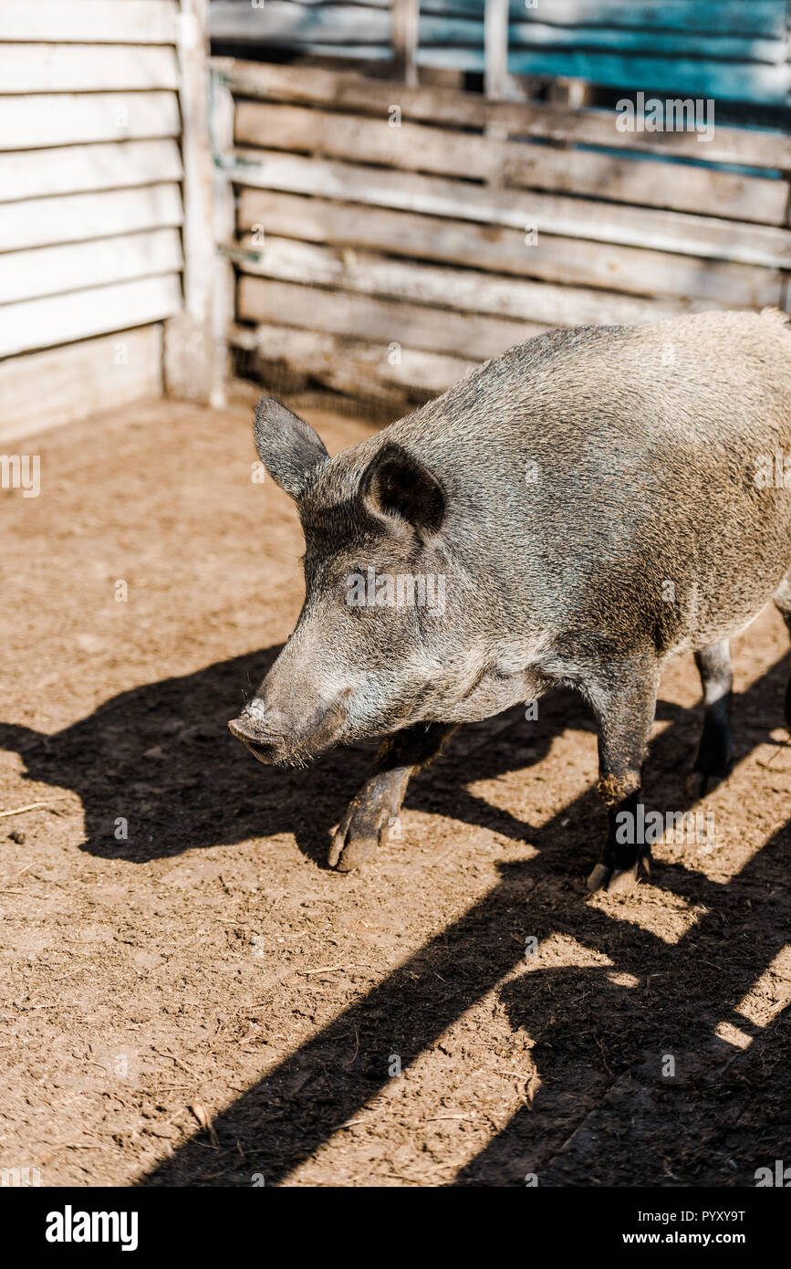 Grey pig hi-res stock photography and images - Alamy