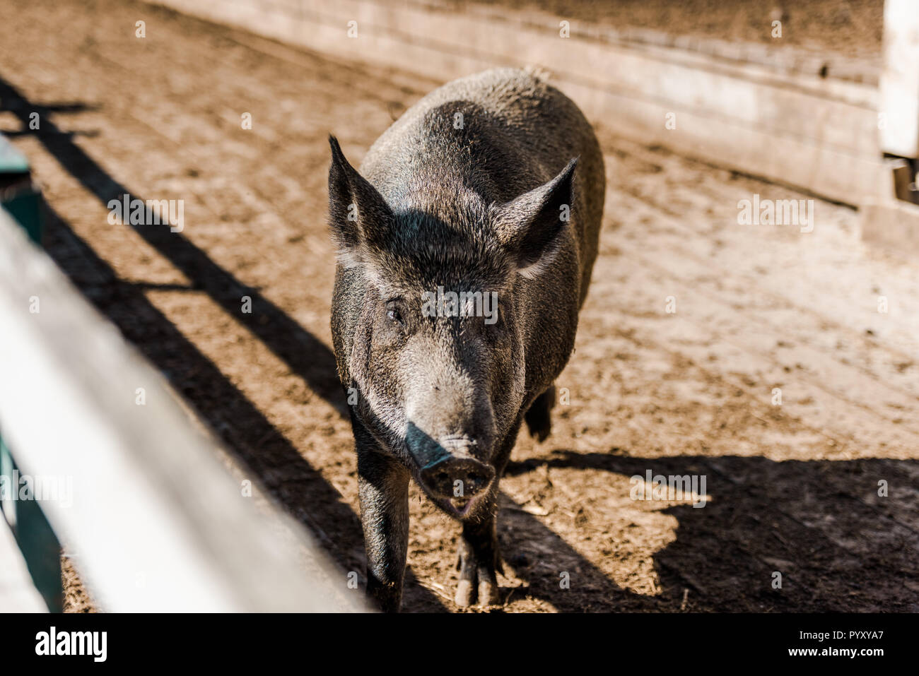 Grey pig hi-res stock photography and images - Alamy