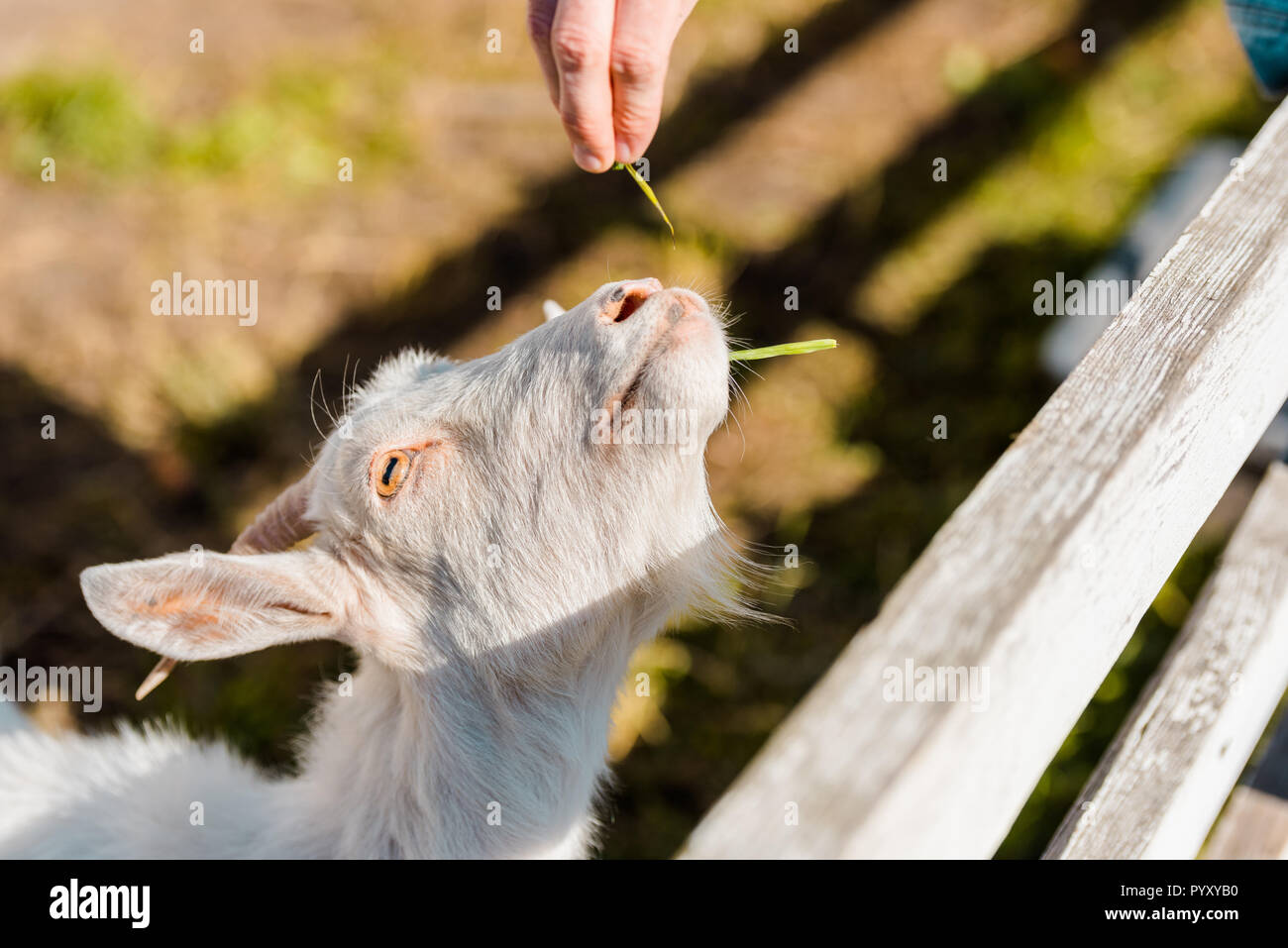 partial view of male farmer feeding goat by grass near wooden fence at ...