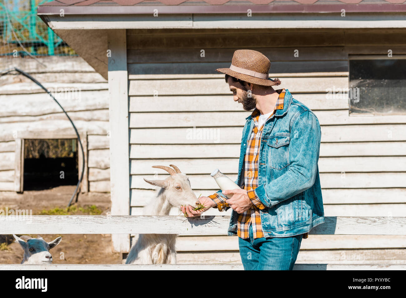 handsome male farmer in straw hat with milk bottle feeding goats by ...