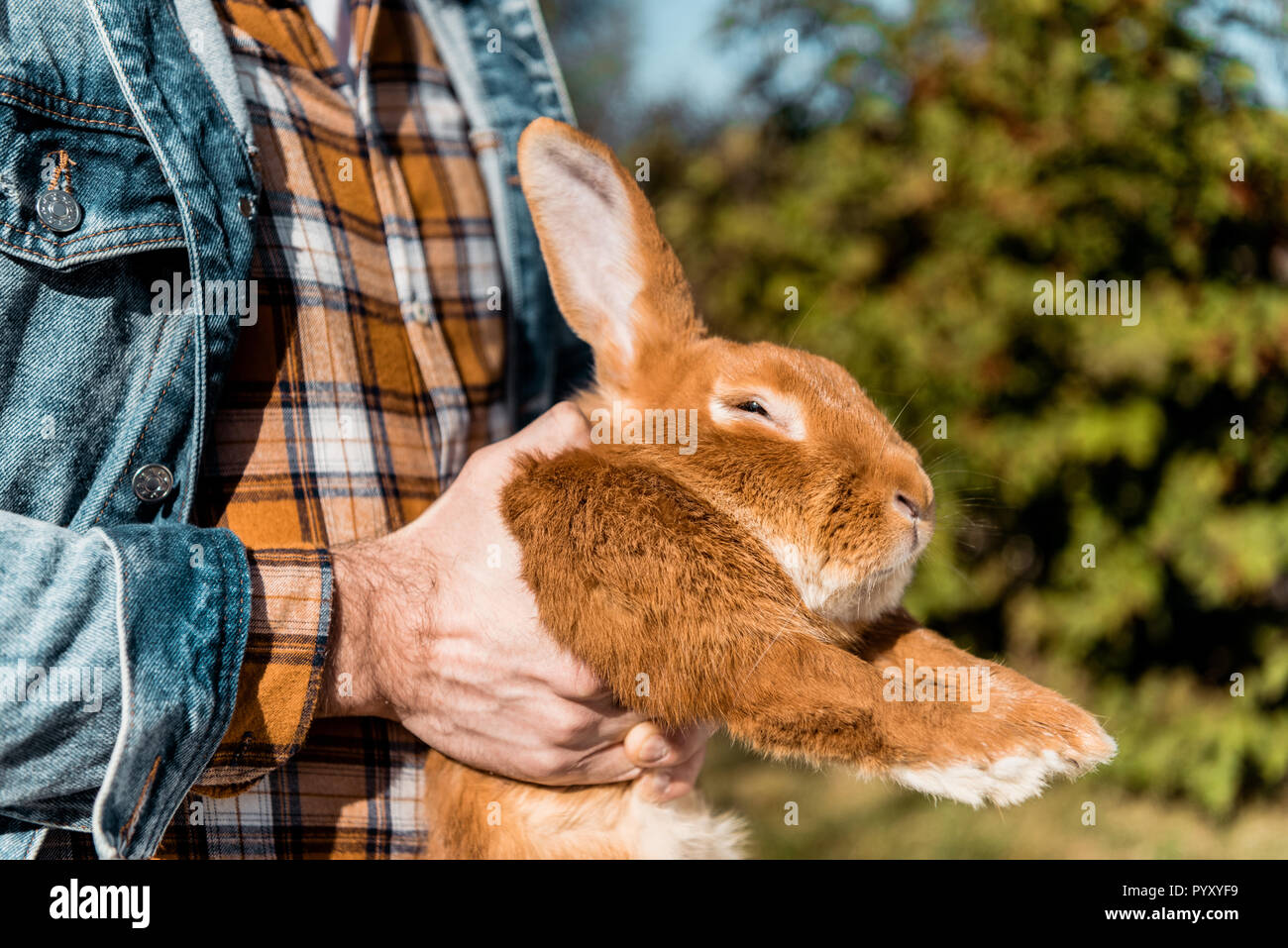 partial view of male farmer holding brown rabbit outdoors Stock Photo ...