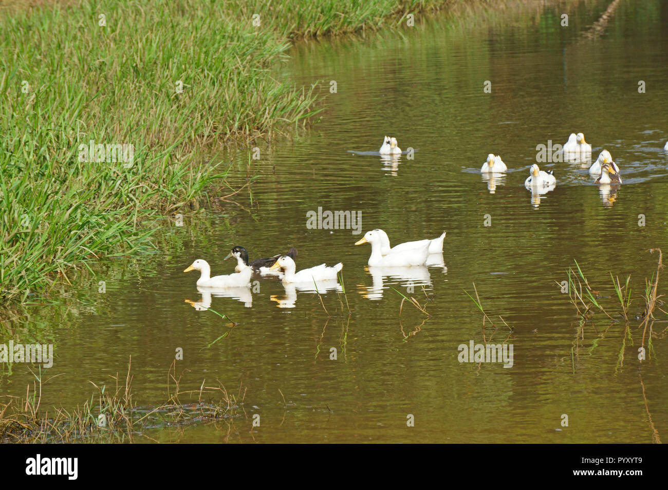 Wetland ducks hi-res stock photography and images - Alamy