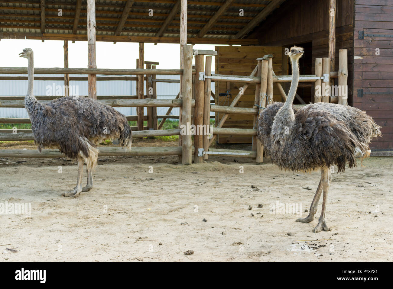 Ostriches in the paddock, Zoo Stock Photo - Alamy