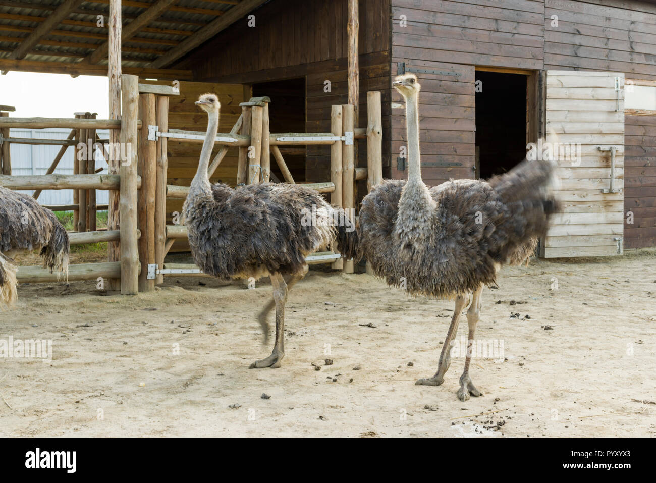 Ostriches in the paddock, Zoo Stock Photo - Alamy