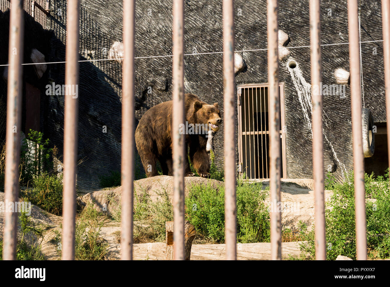 Zoo hunger hi-res stock photography and images - Alamy