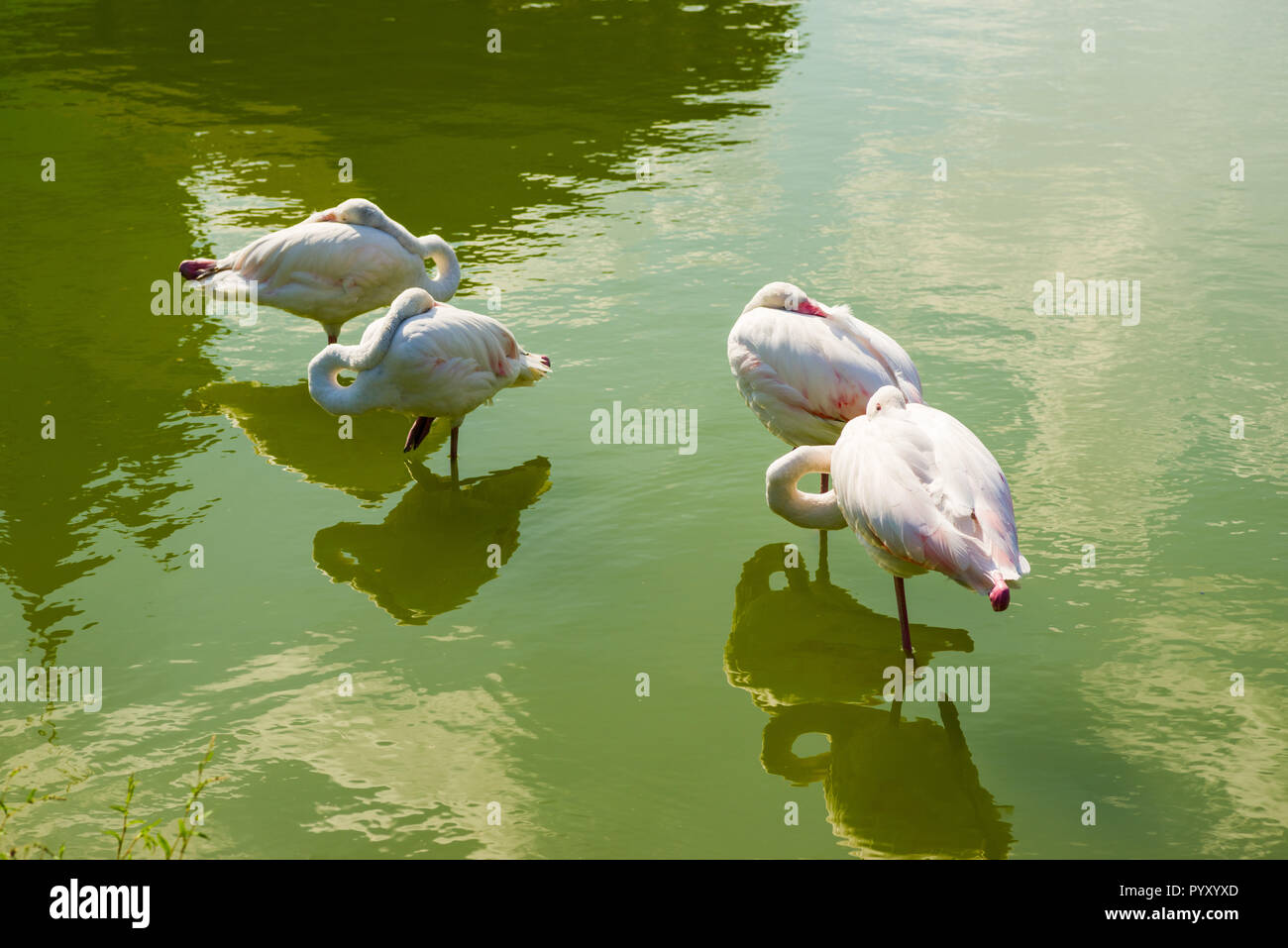 flamingo birds in the water at the zoo Stock Photo - Alamy