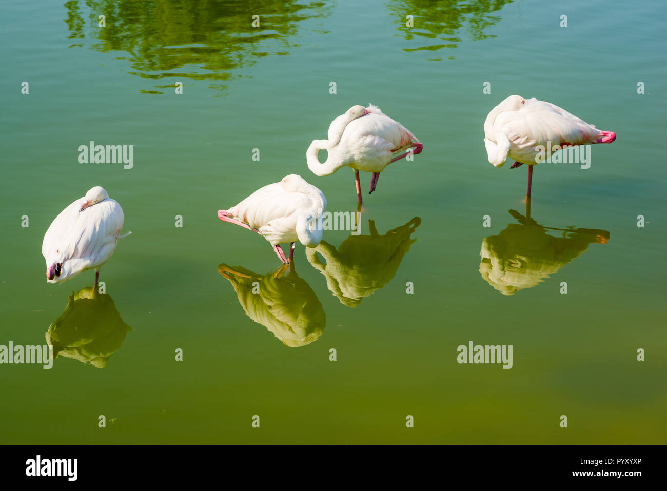flamingo birds in the water at the zoo Stock Photo - Alamy