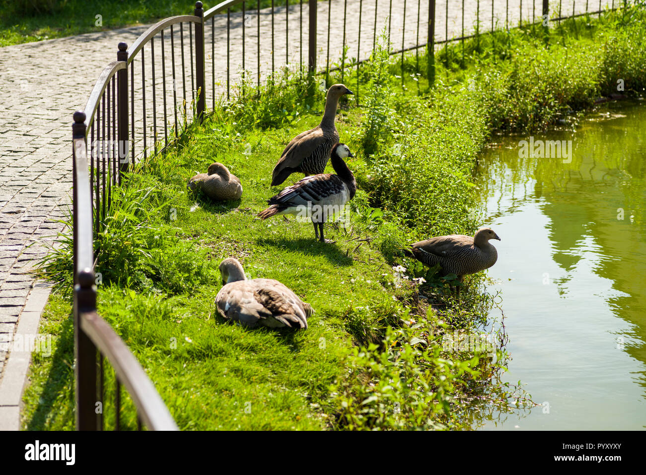 Birds Goose Street at the Zoo Stock Photo - Alamy