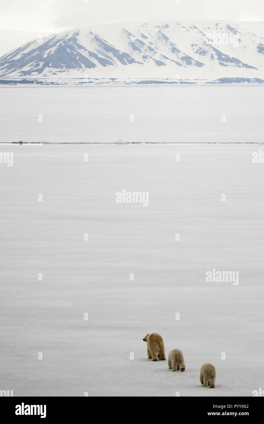 Follow my leader, polar bears in Svalbard Stock Photo - Alamy