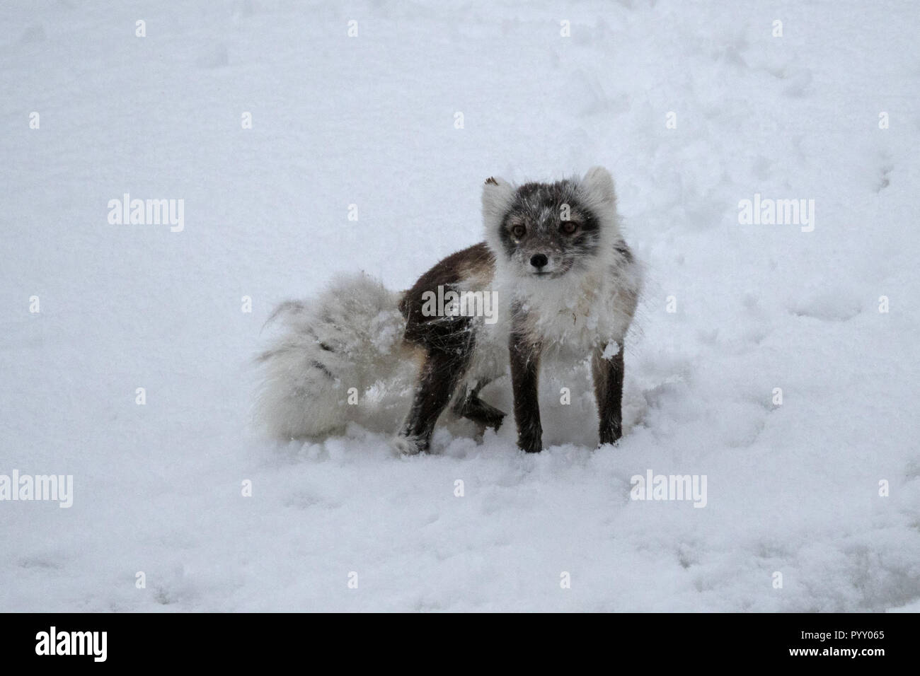 Arctic fox in summer coat hi-res stock photography and images - Alamy