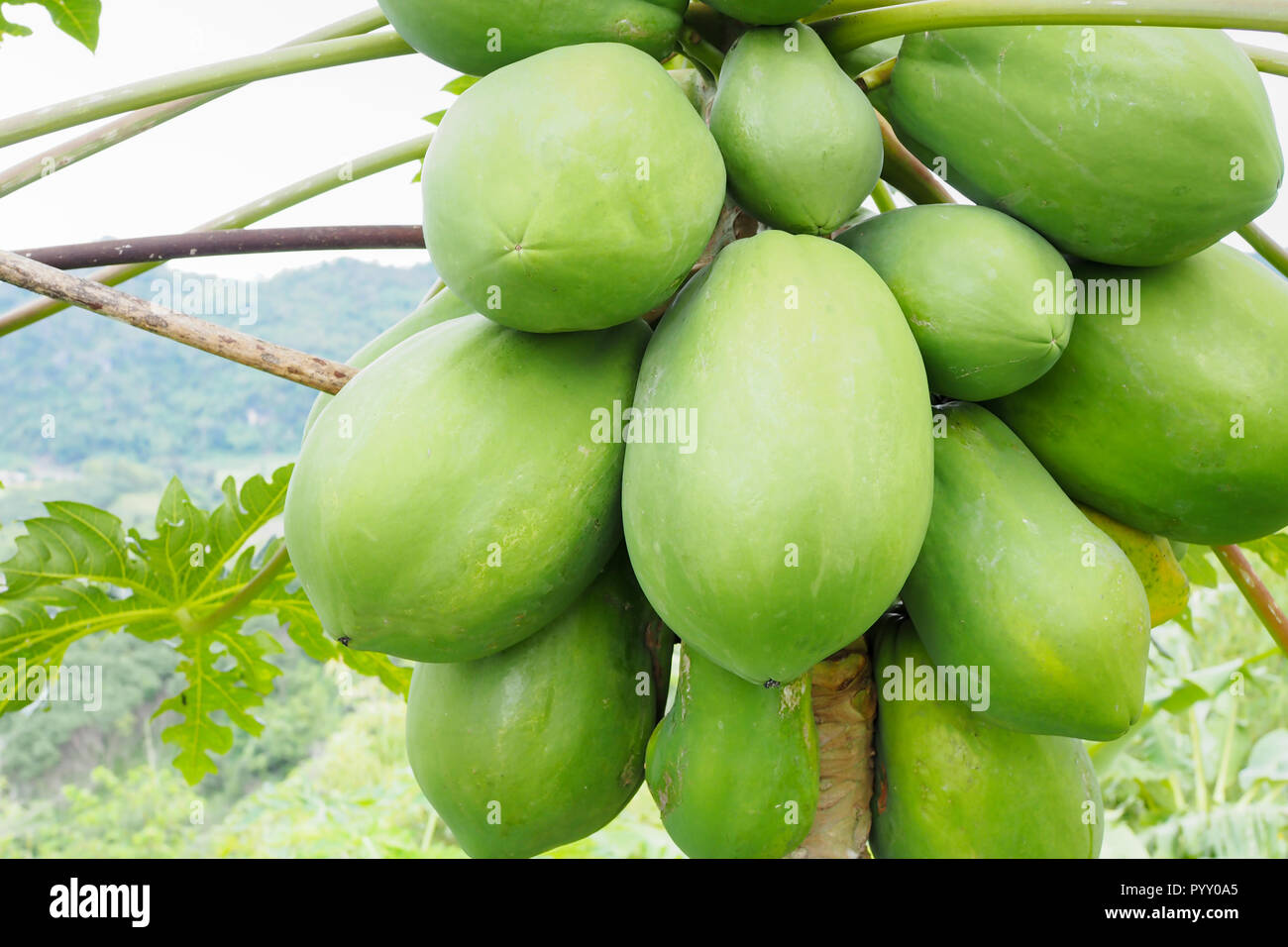 Nature fresh green papaya on tree with fruits Stock Photo - Alamy