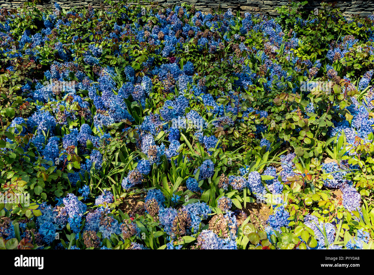 Blooming beautiful colorful fresh natural flowers in view Stock Photo ...