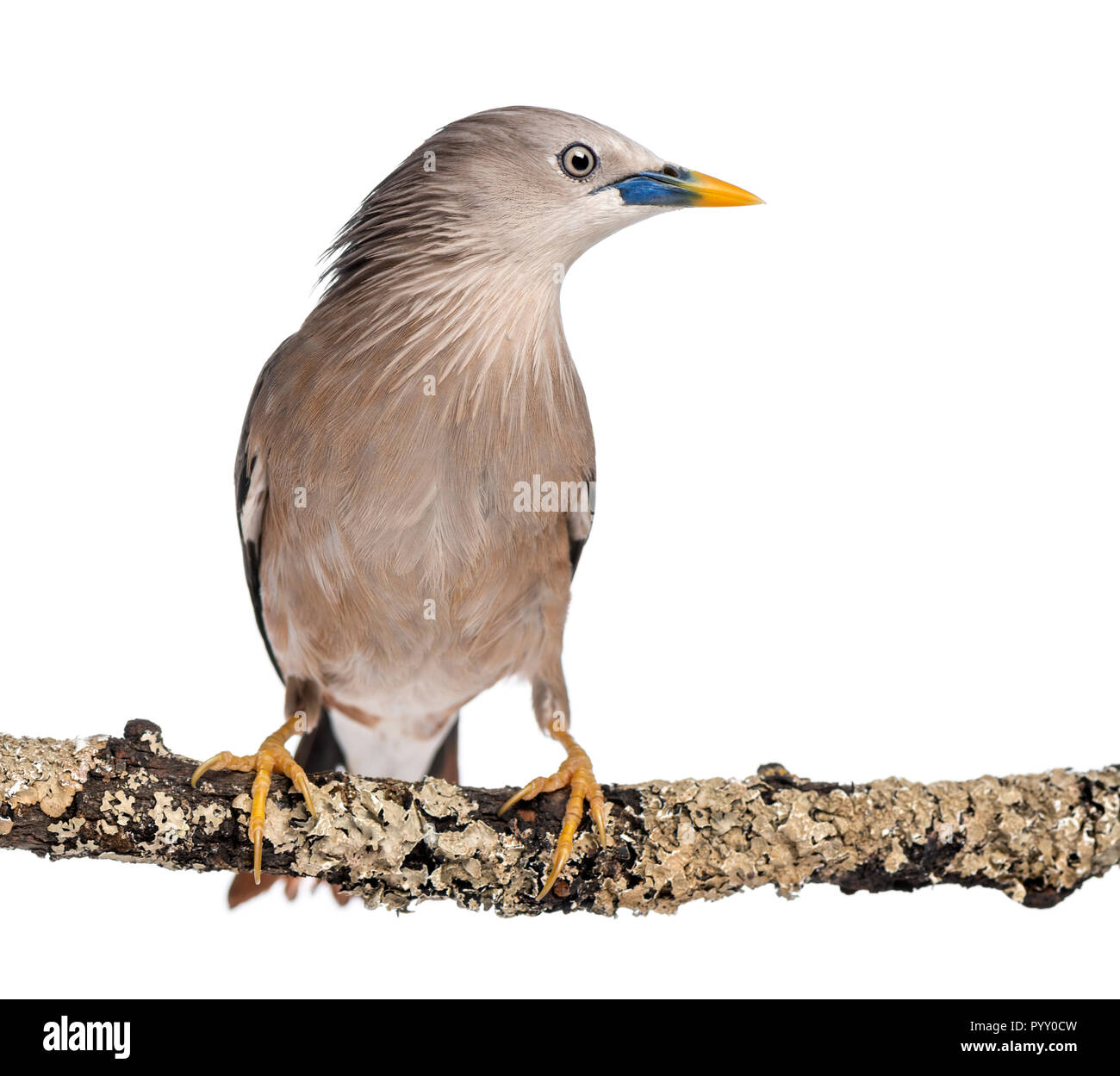 Chestnut-tailed Starling perched on a branch - Sturnia malabarica Stock ...