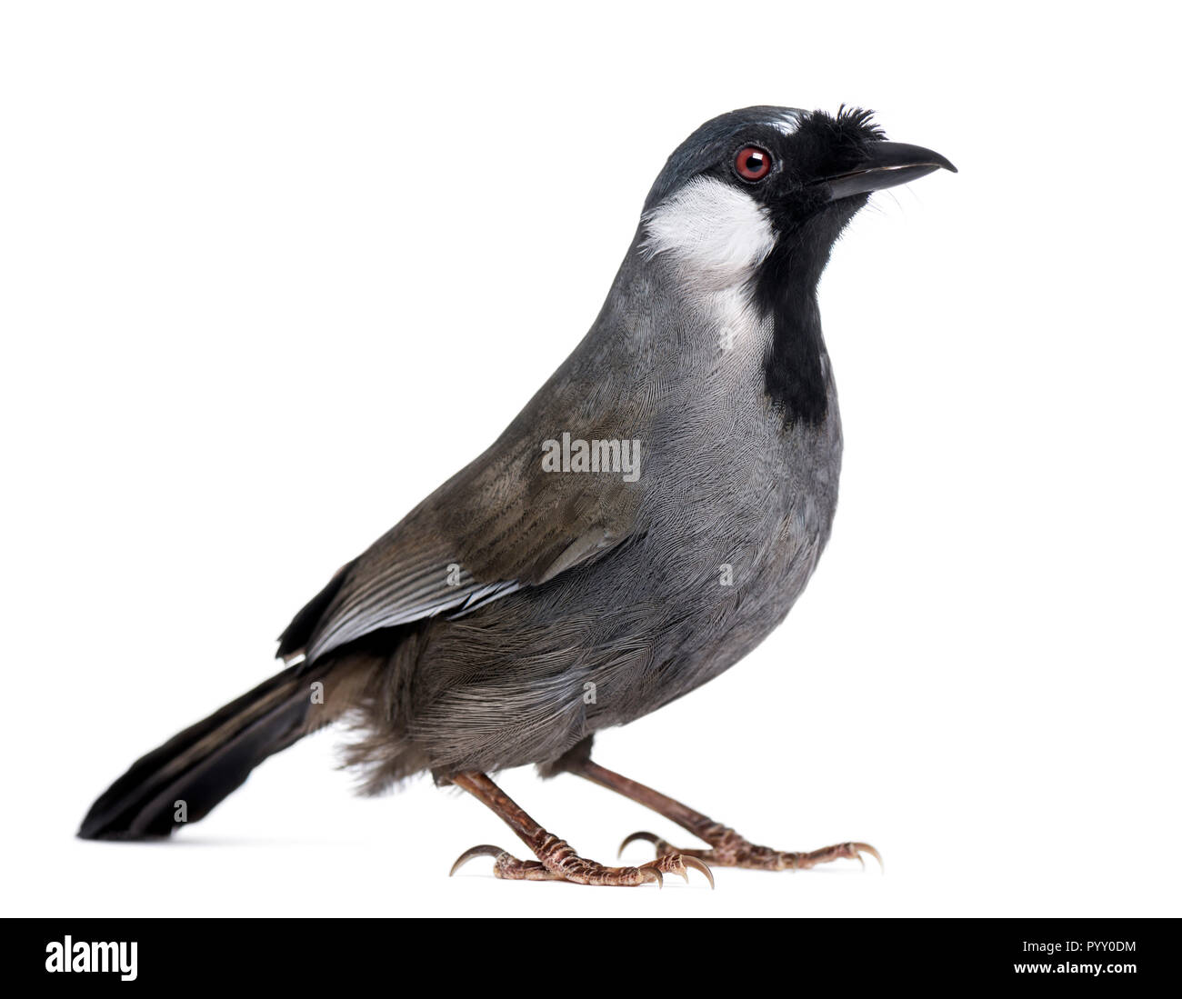 Black-throated Laughingthrush - Garrulax chinensis - isolated on white ...